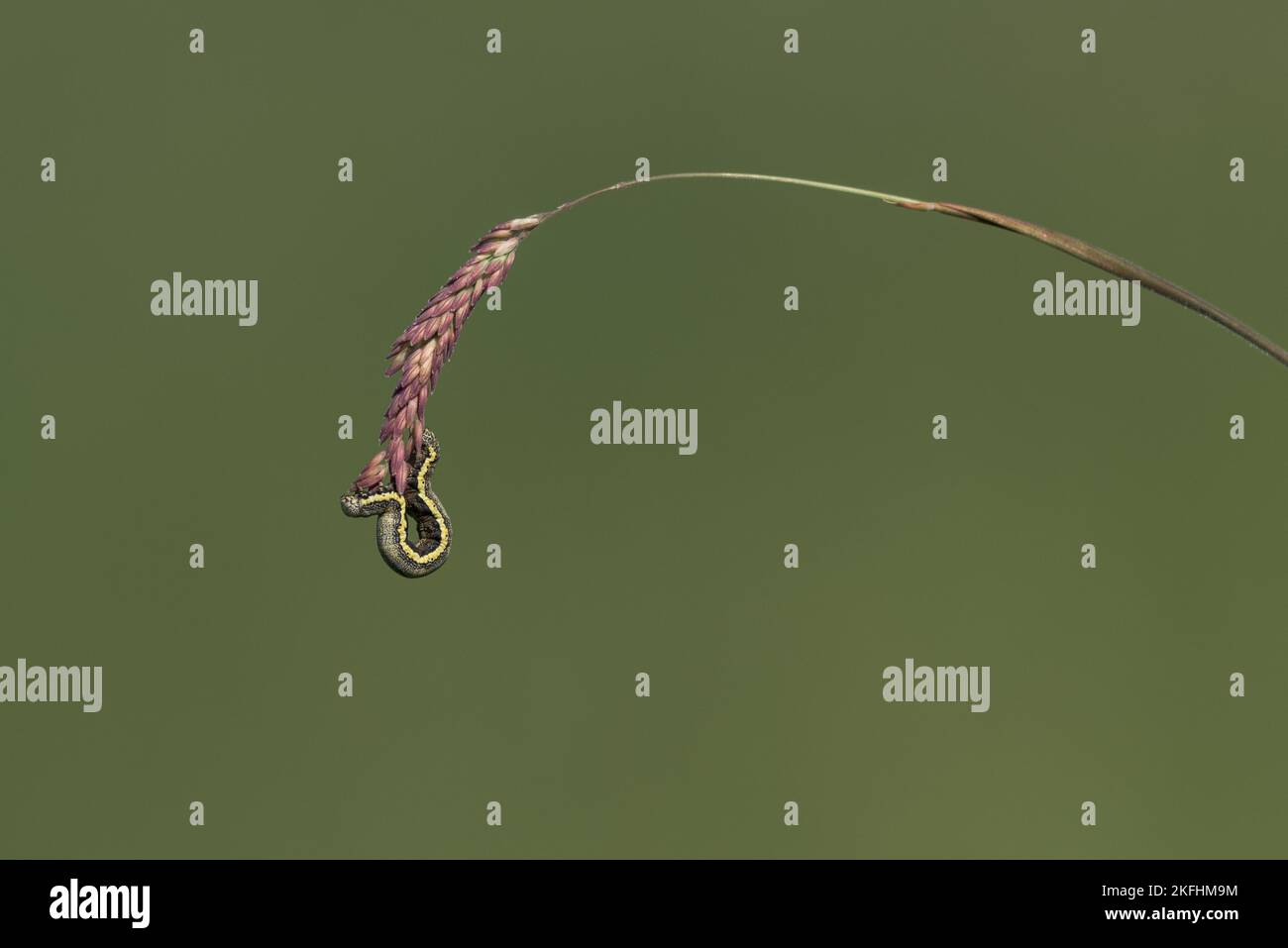 Caterpillar on the end of a blade of grass eating the grass seeds ...
