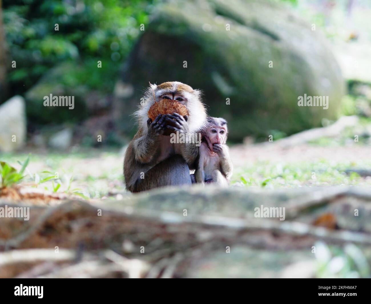 A mother monkey eating coconut with its baby in a public park Stock ...