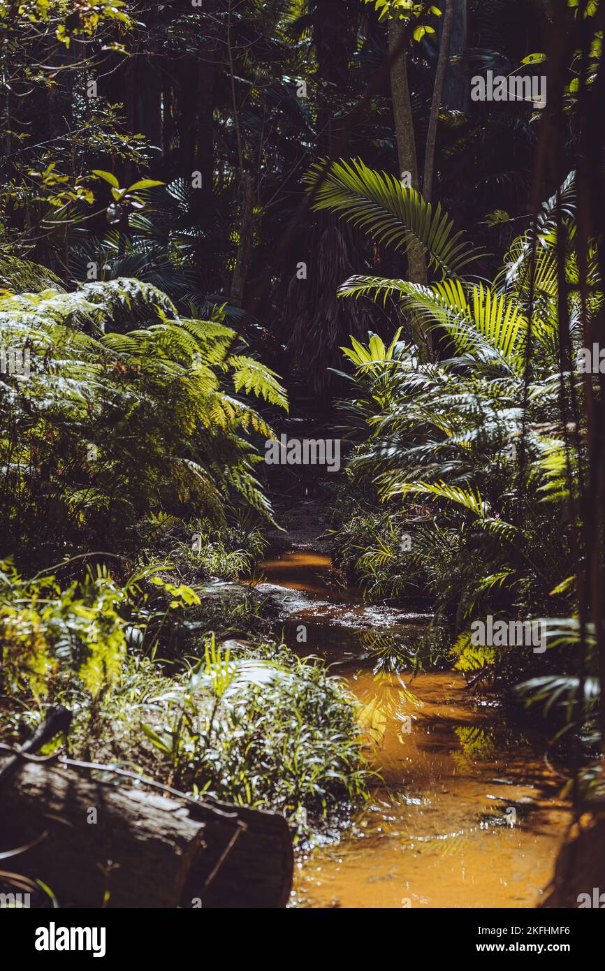 A vertical shot of a reflective muddy stream flowing through the forest ...