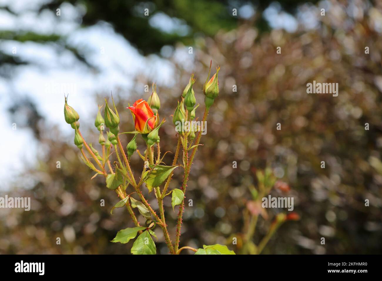 California rose hi-res stock photography and images - Alamy