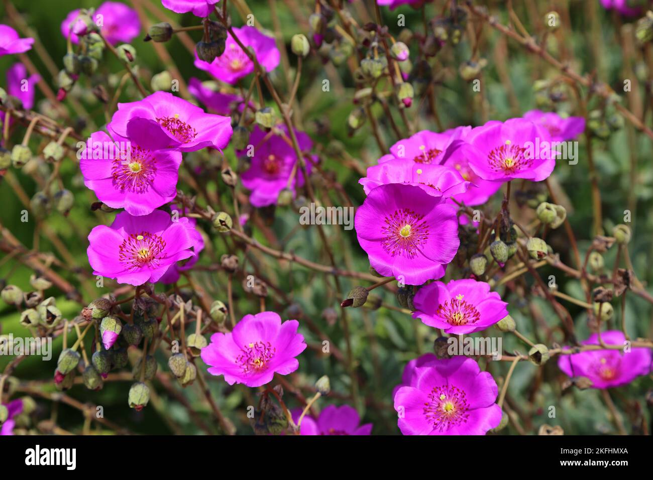 Calandrinia flowers - California Stock Photo - Alamy