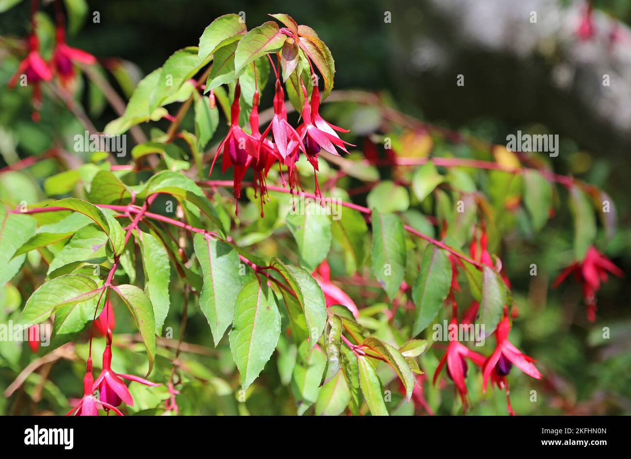 Fuchsia branches - California Stock Photo - Alamy