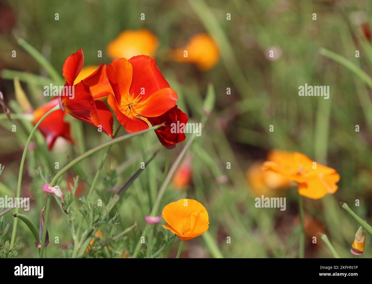 Poppy red yellow flower hi-res stock photography and images - Alamy