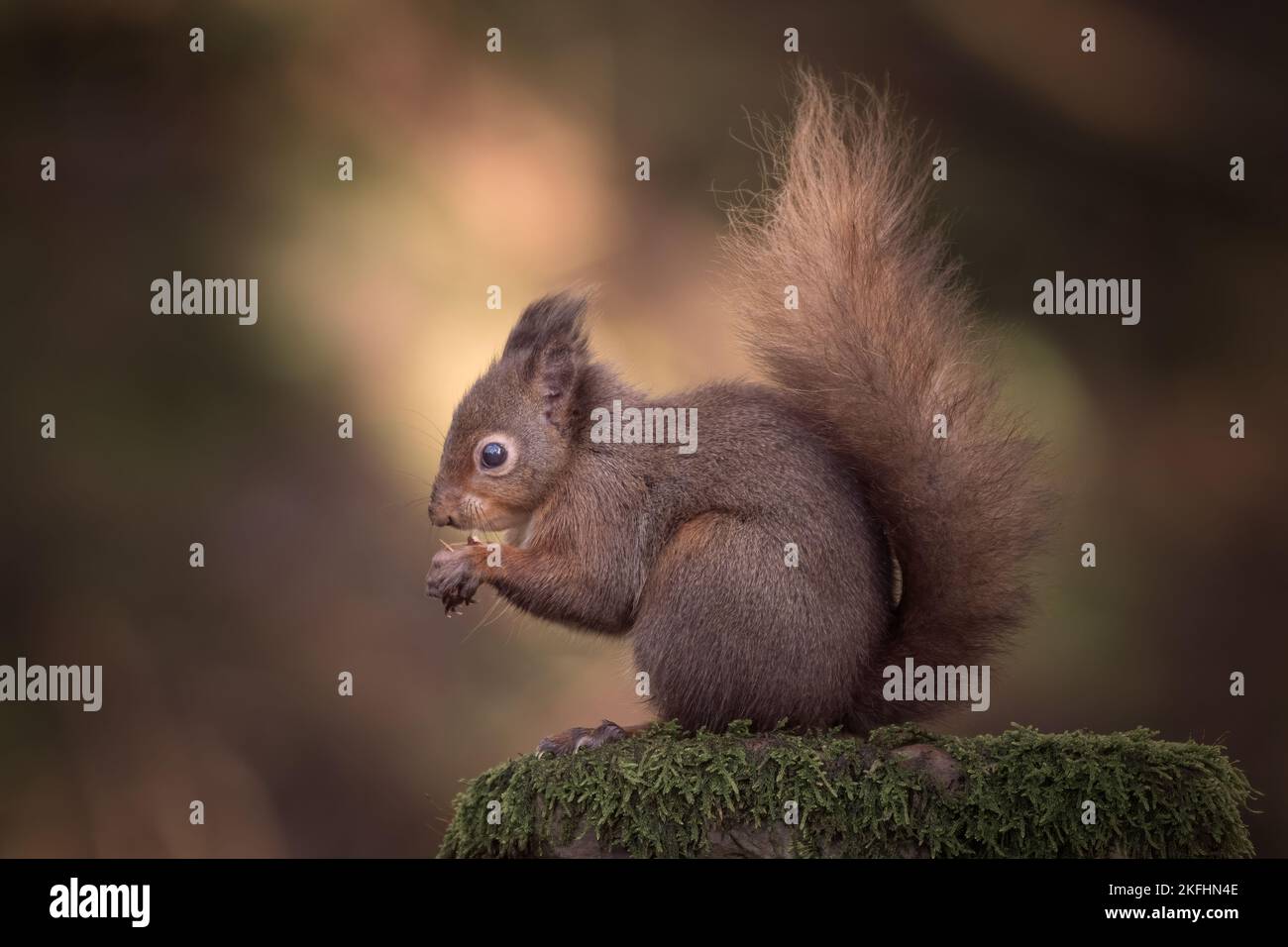 Beautiful red squirrel eating nuts, sat on mossy stone. Rare red ...