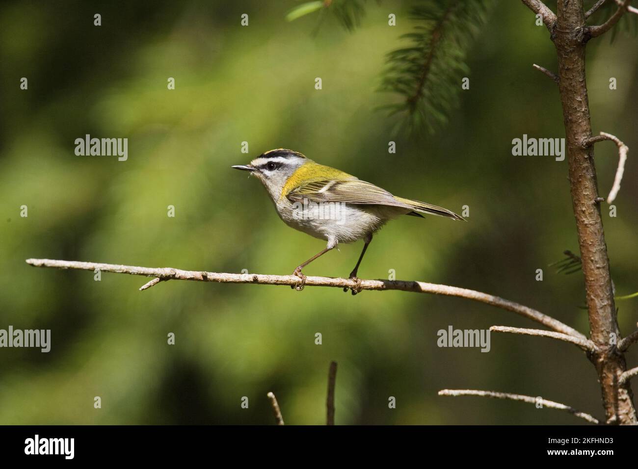 Common firecrests hi-res stock photography and images - Alamy