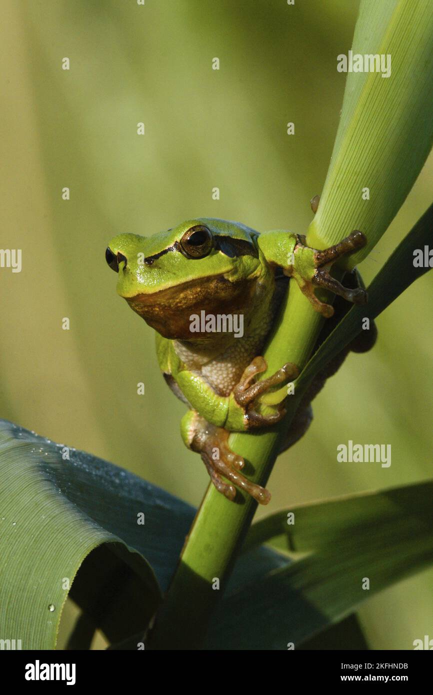 common tree frog Stock Photo - Alamy