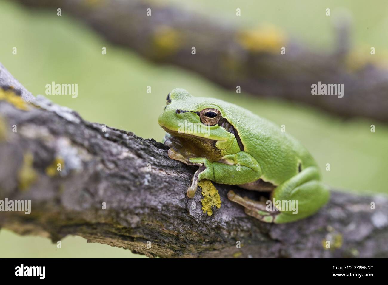 common tree frog Stock Photo - Alamy