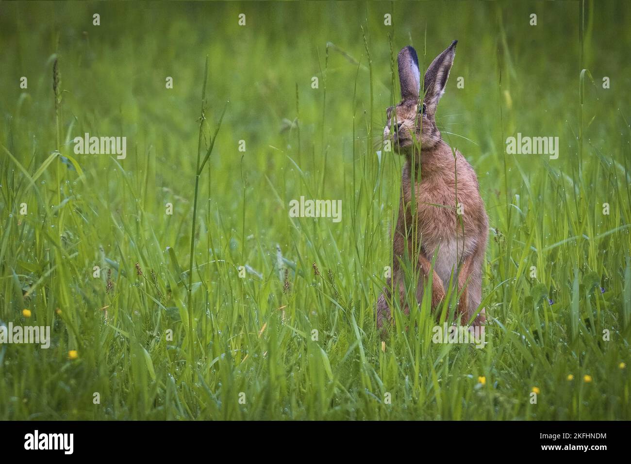 Hare leg hi-res stock photography and images - Alamy