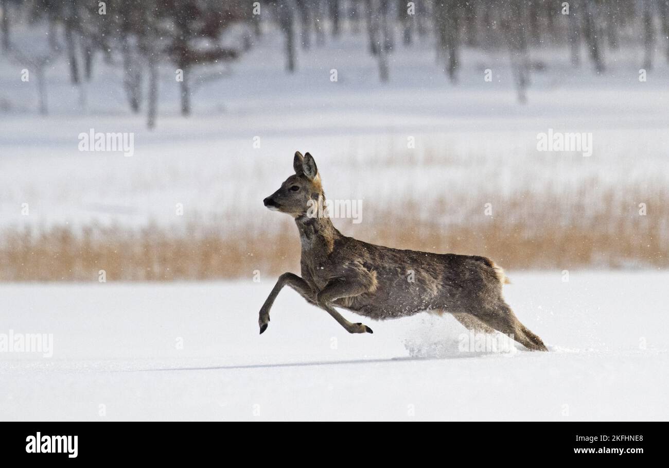 Roe deer leap hi-res stock photography and images - Alamy