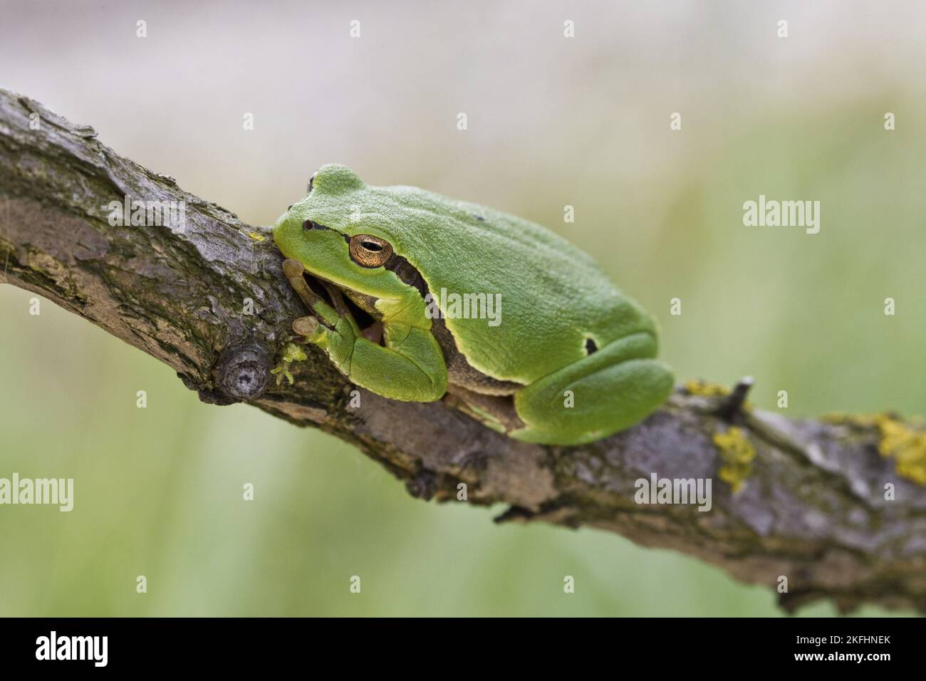 common tree frog Stock Photo - Alamy