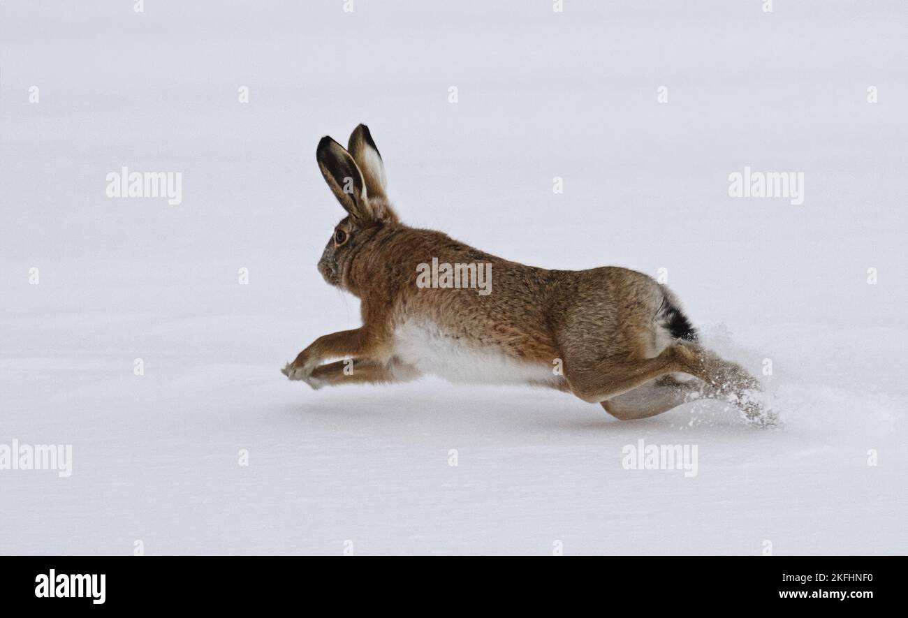 Hare leaping hi-res stock photography and images - Alamy