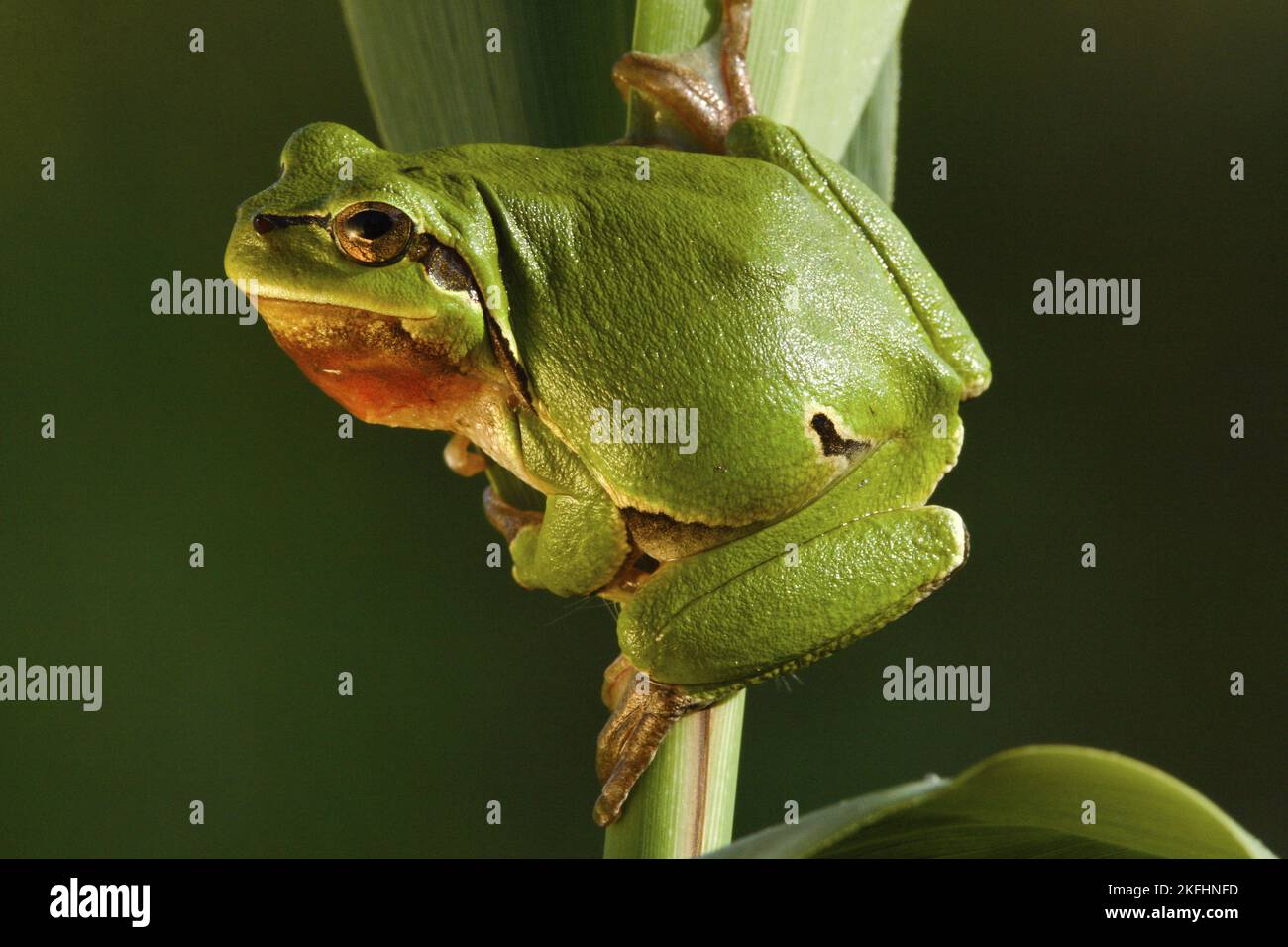 common tree frog Stock Photo - Alamy