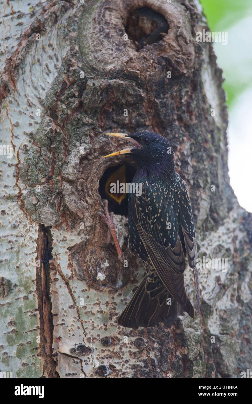 Starling feeds fledgling hi-res stock photography and images - Alamy