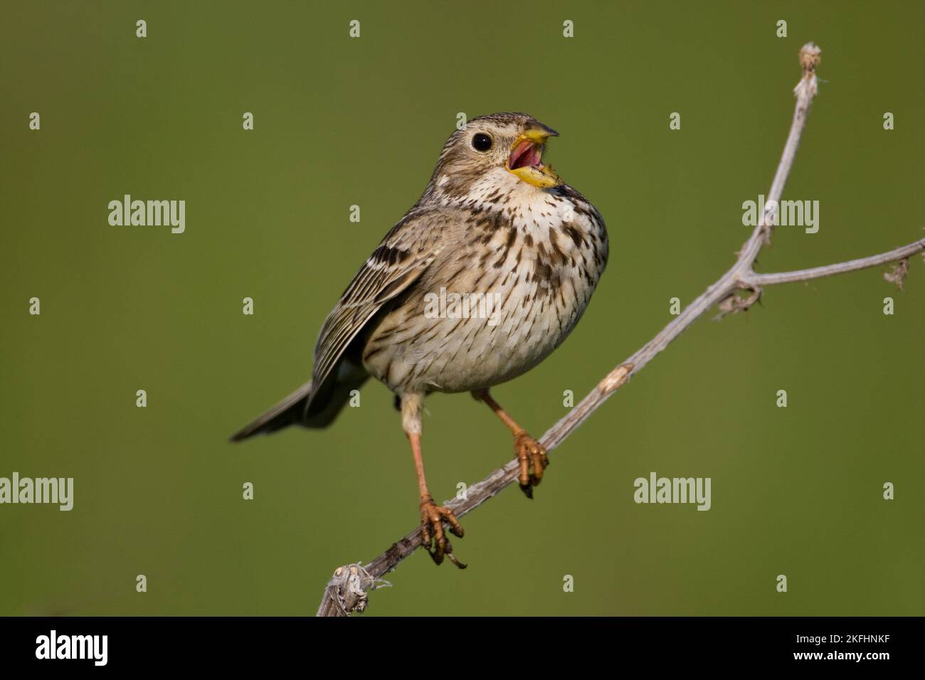 Summer bunting branches hi-res stock photography and images - Alamy