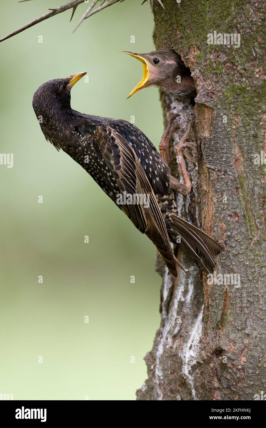 Sturnus vulgaris young starling fledglings hi-res stock photography and ...