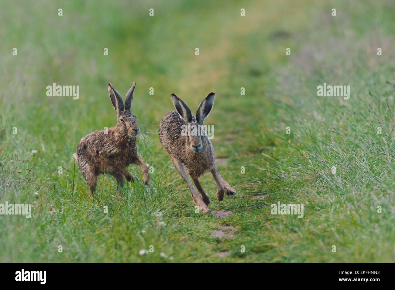 Hare gallop hi-res stock photography and images - Alamy