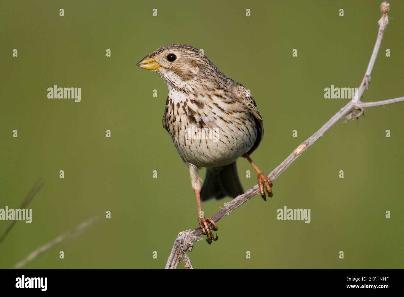 Summer bunting branches hi-res stock photography and images - Alamy