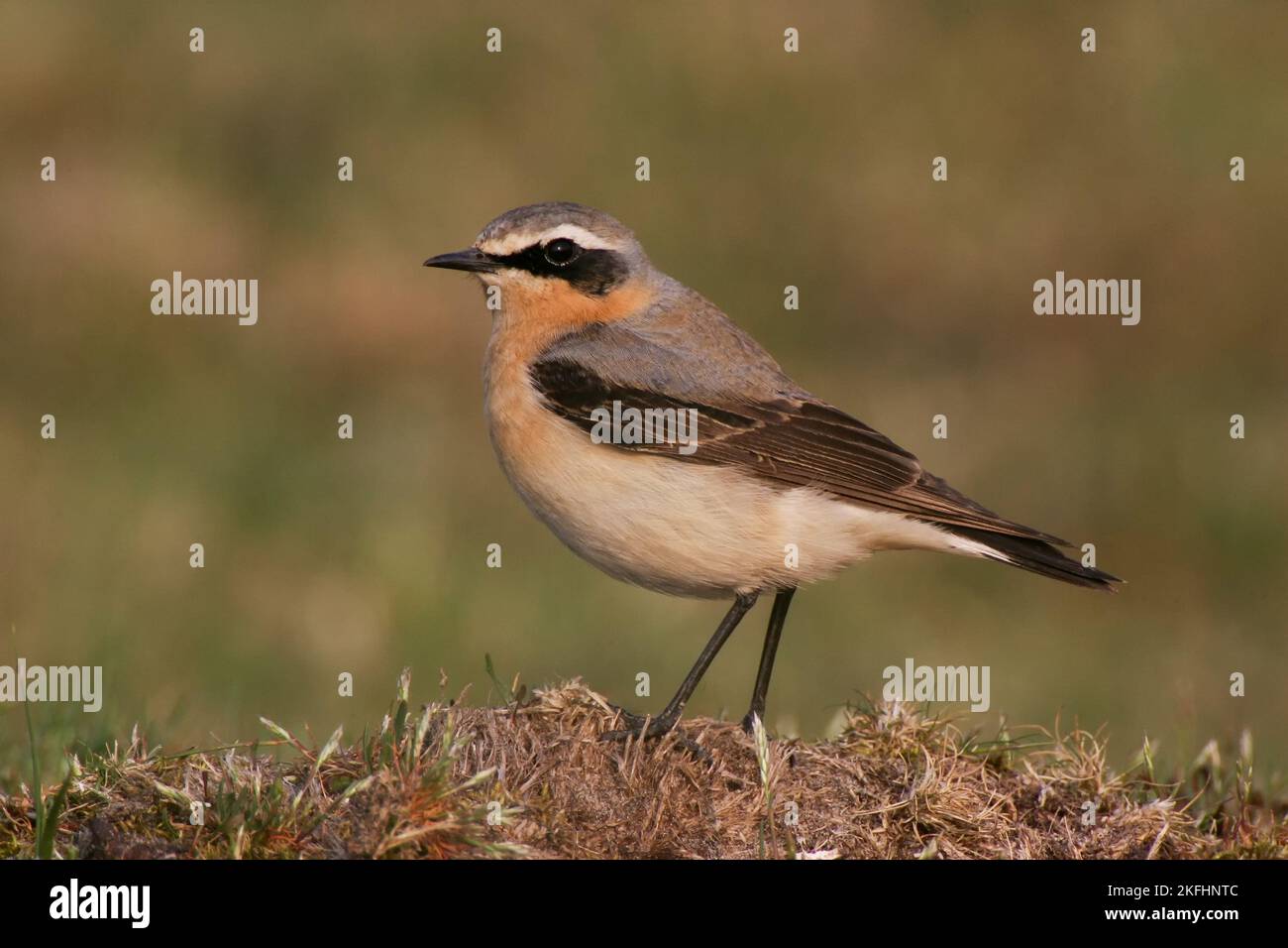 Adult greenland wheatear hi-res stock photography and images - Alamy