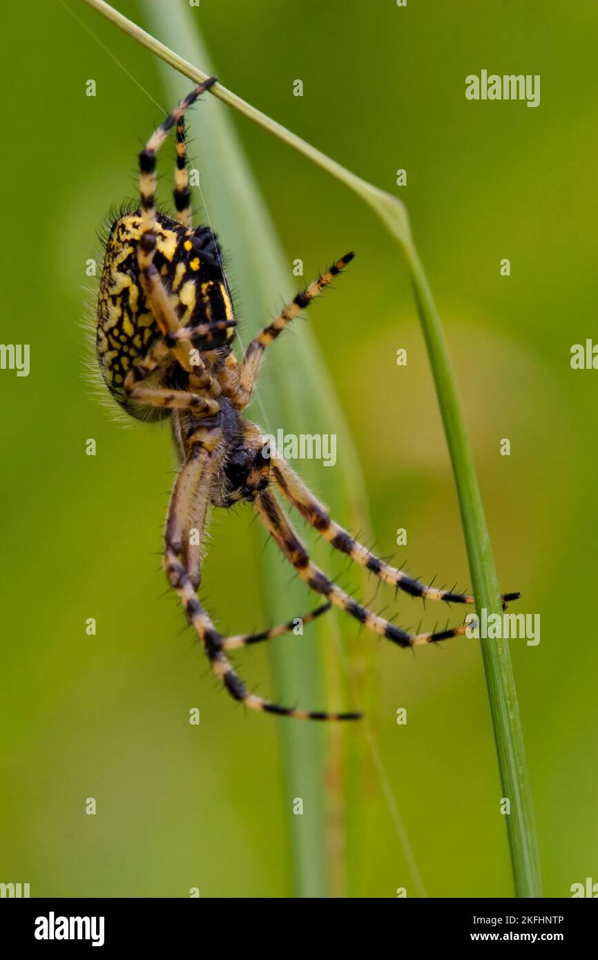 European garden spider Stock Photo - Alamy
