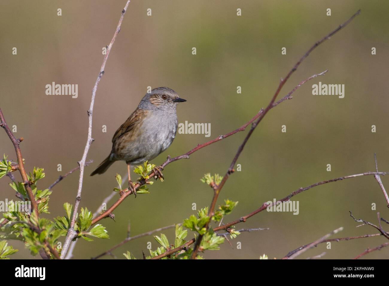1 one adult dunnock hi-res stock photography and images - Alamy