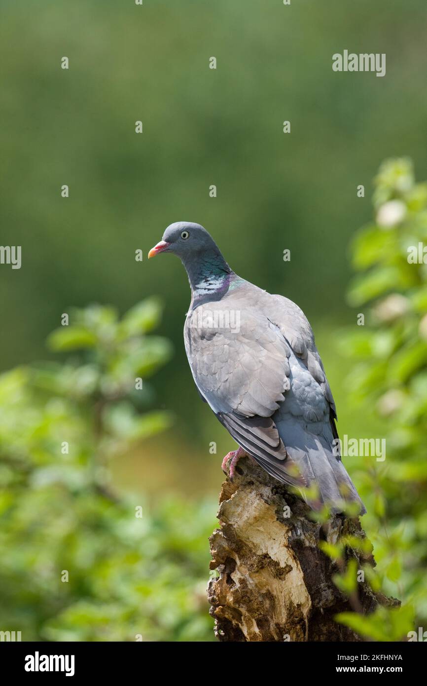 Culver culvers bird birds hi-res stock photography and images - Alamy