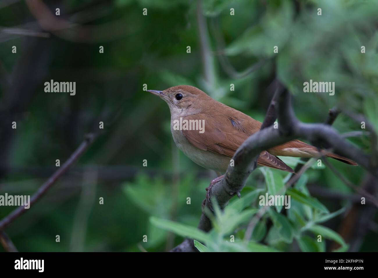 Common nightingales hi-res stock photography and images - Alamy