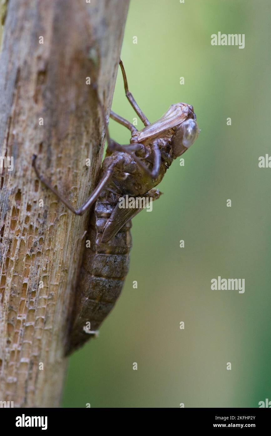 Dragonfly larvas hi-res stock photography and images - Alamy