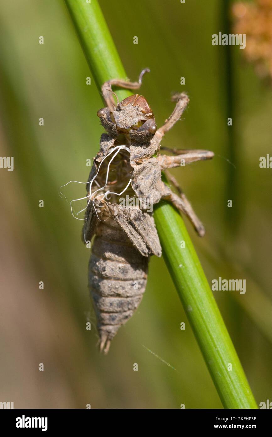 Dragonfly larvas hi-res stock photography and images - Alamy