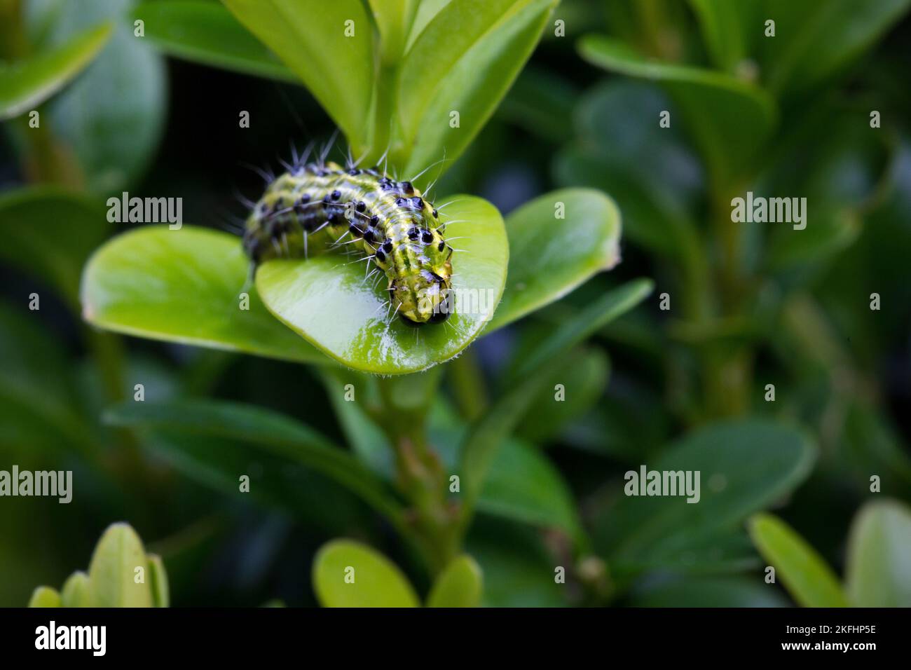 box tree moth inchworm Stock Photo - Alamy