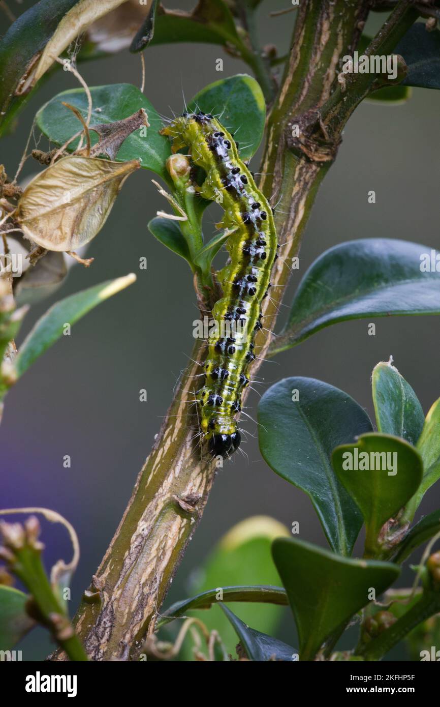 box tree moth inchworm Stock Photo - Alamy