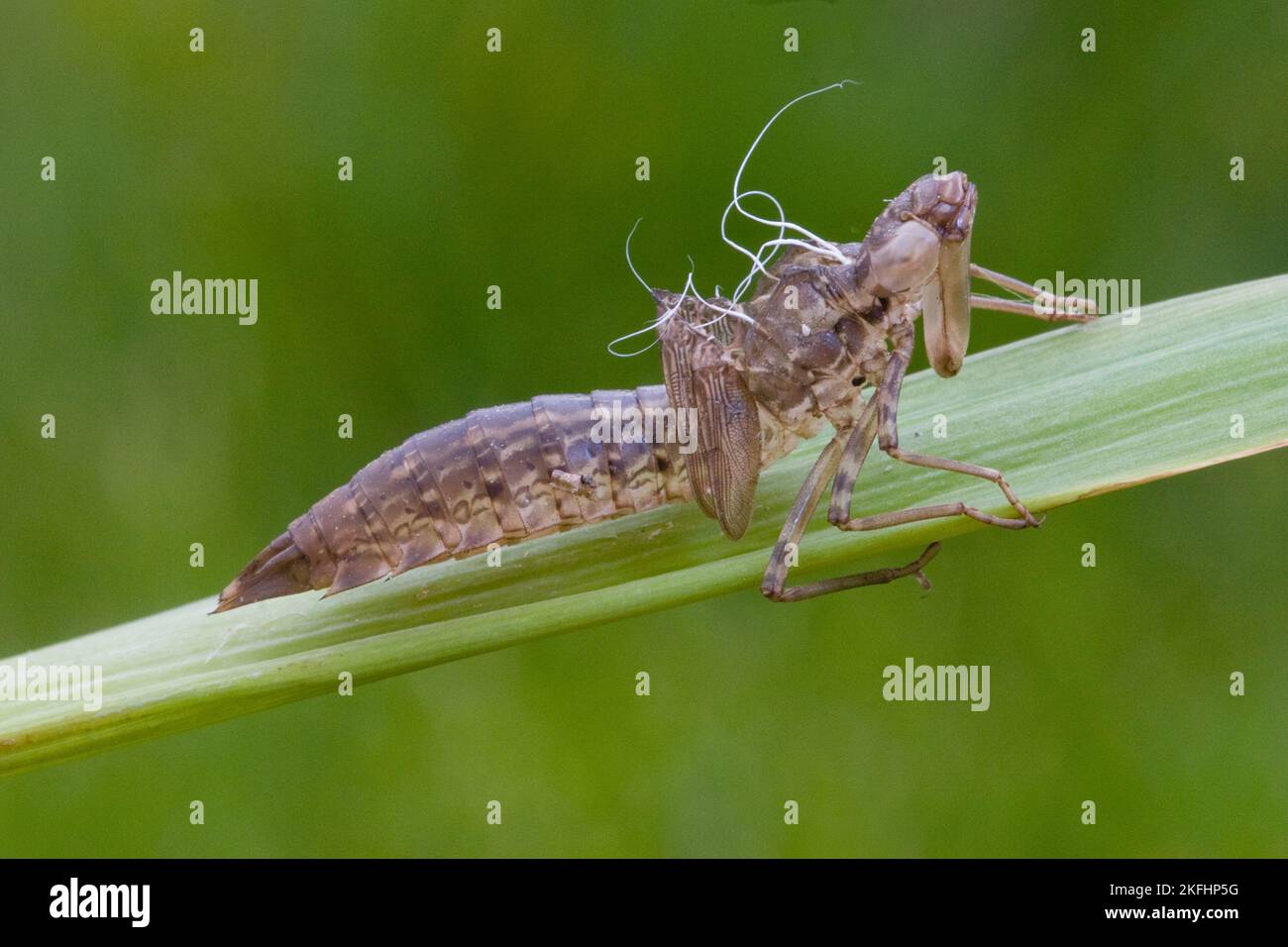Dragonfly larvas hi-res stock photography and images - Alamy