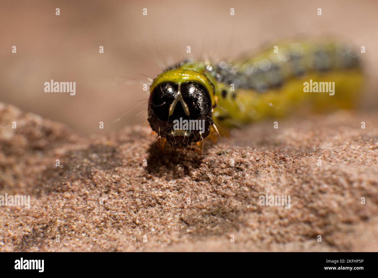 box tree moth inchworm Stock Photo - Alamy