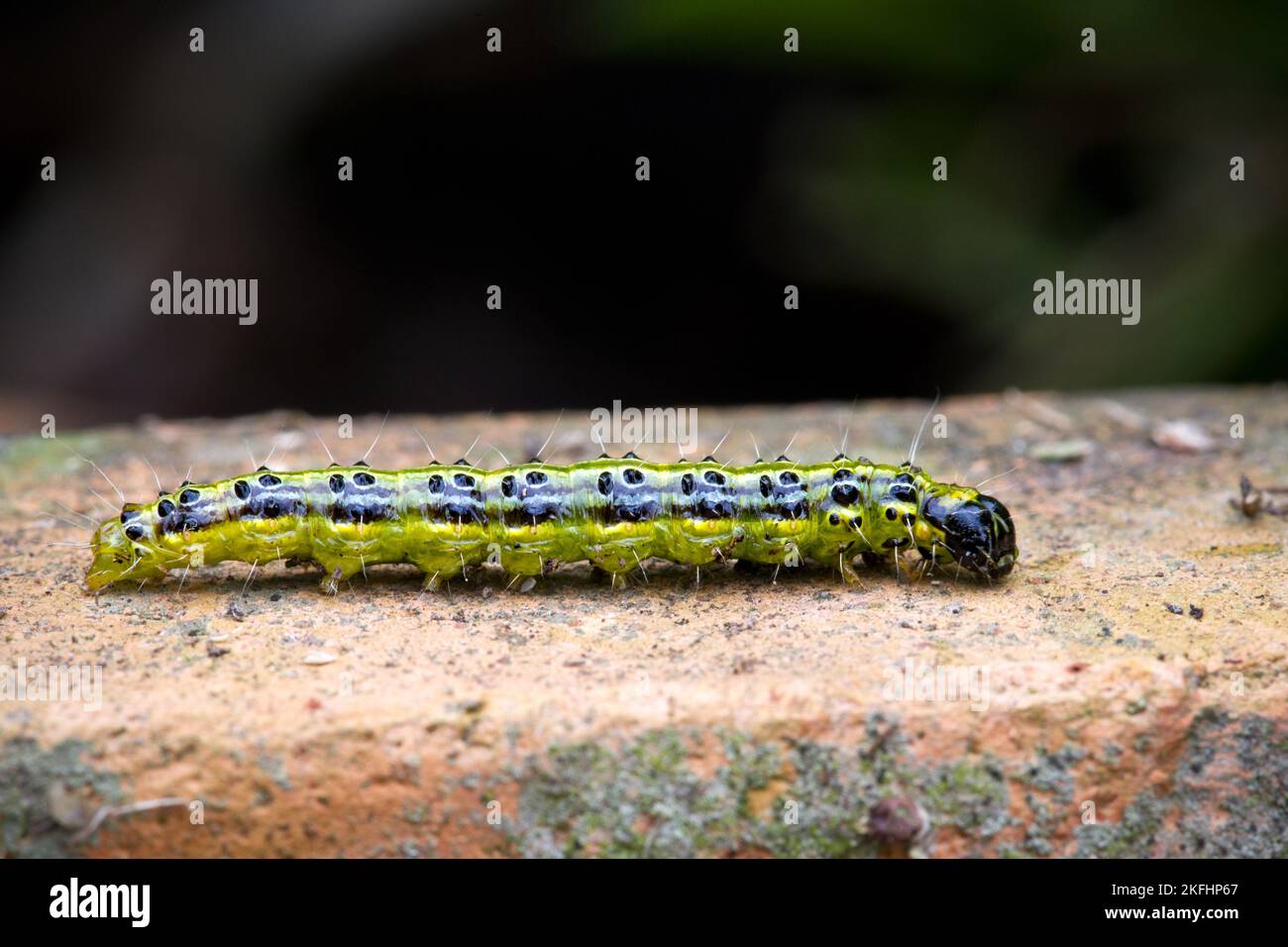 box tree moth inchworm Stock Photo - Alamy