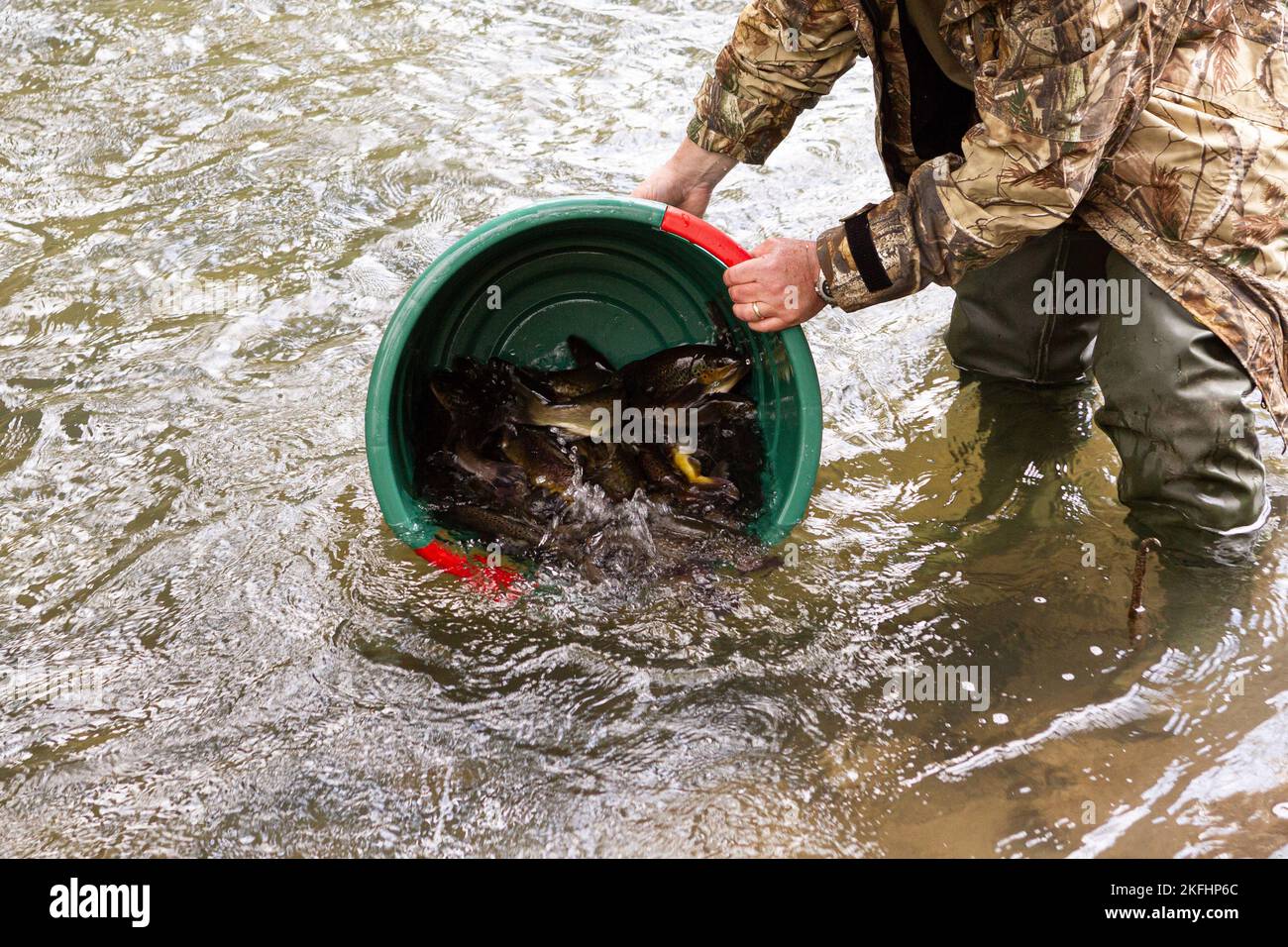 German brown trouts Stock Photo - Alamy