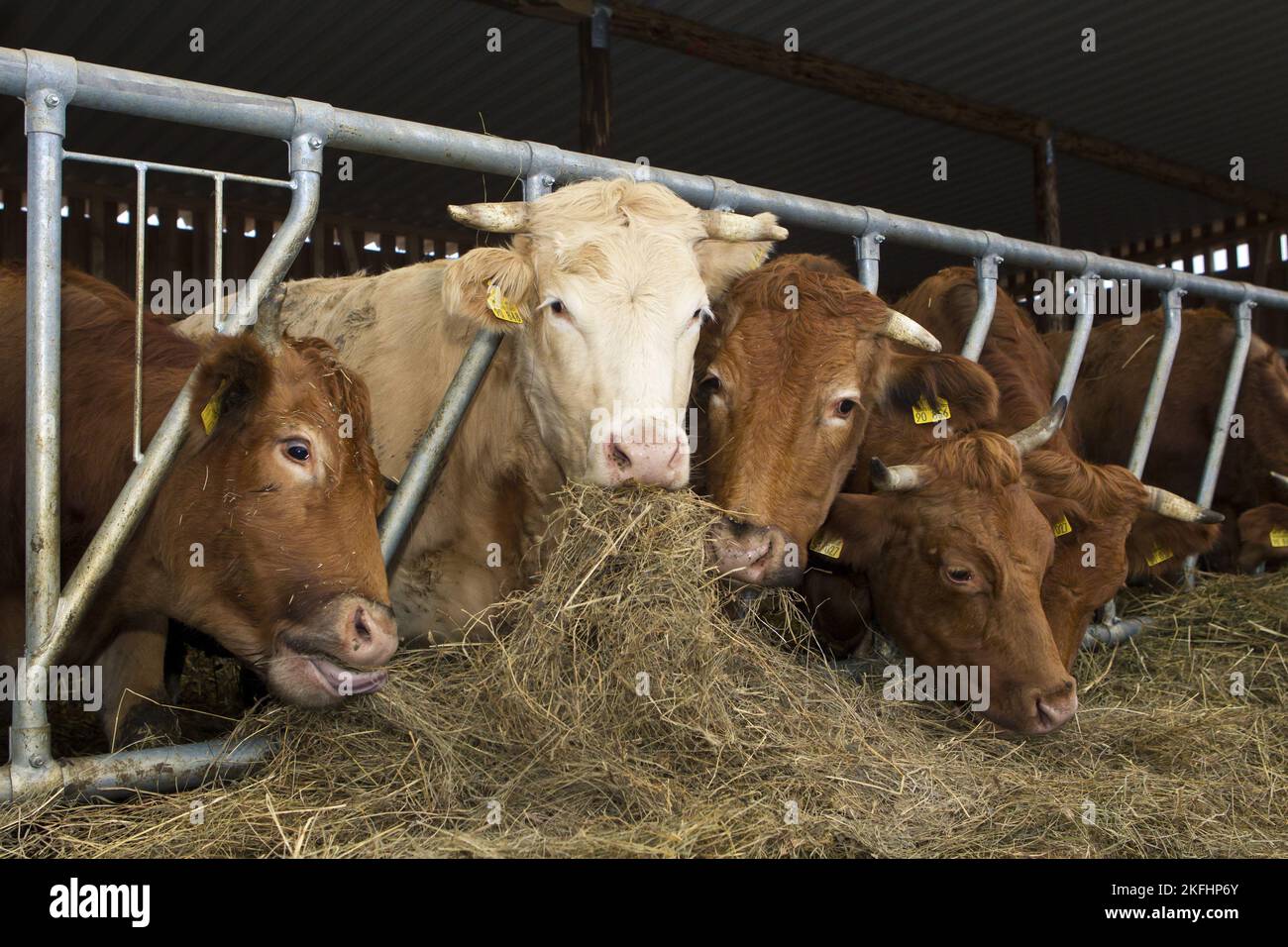 Glan cow hi-res stock photography and images - Alamy