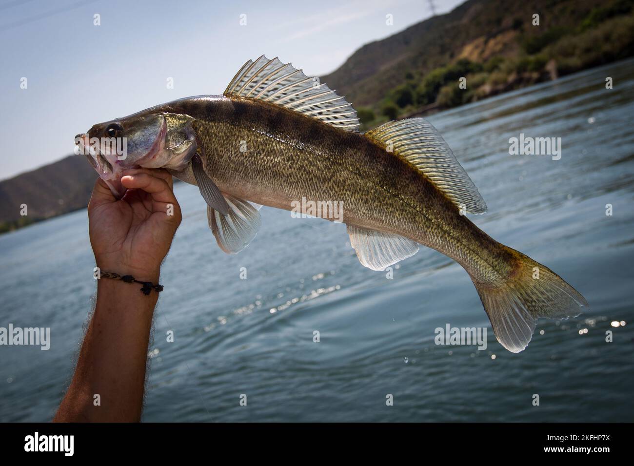 Cue fish hi-res stock photography and images - Alamy