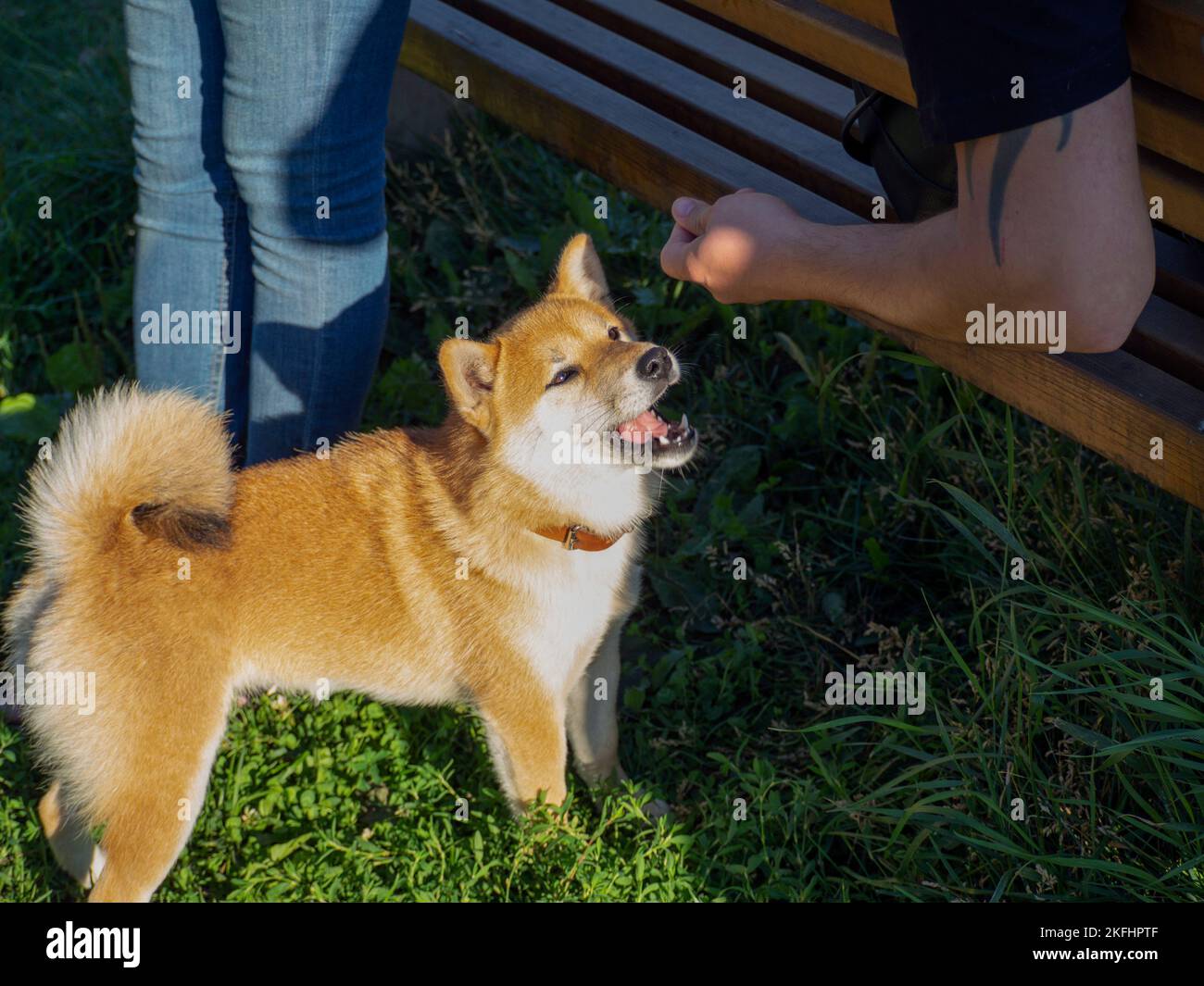 Shiba Inu plays on the dog playground in the park. Cute dog of shiba ...