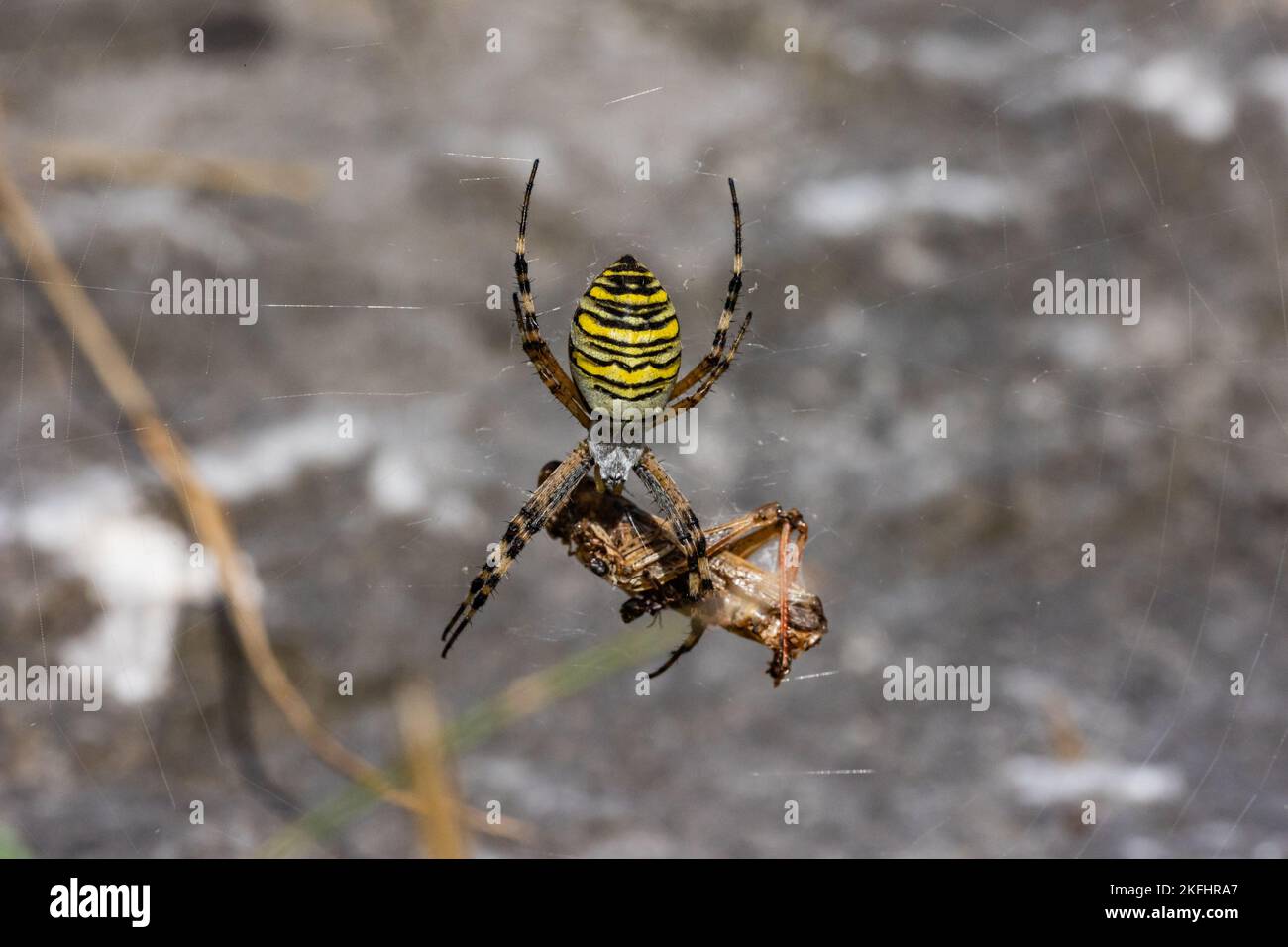 A wasp spider on the web eating an insect Stock Photo - Alamy