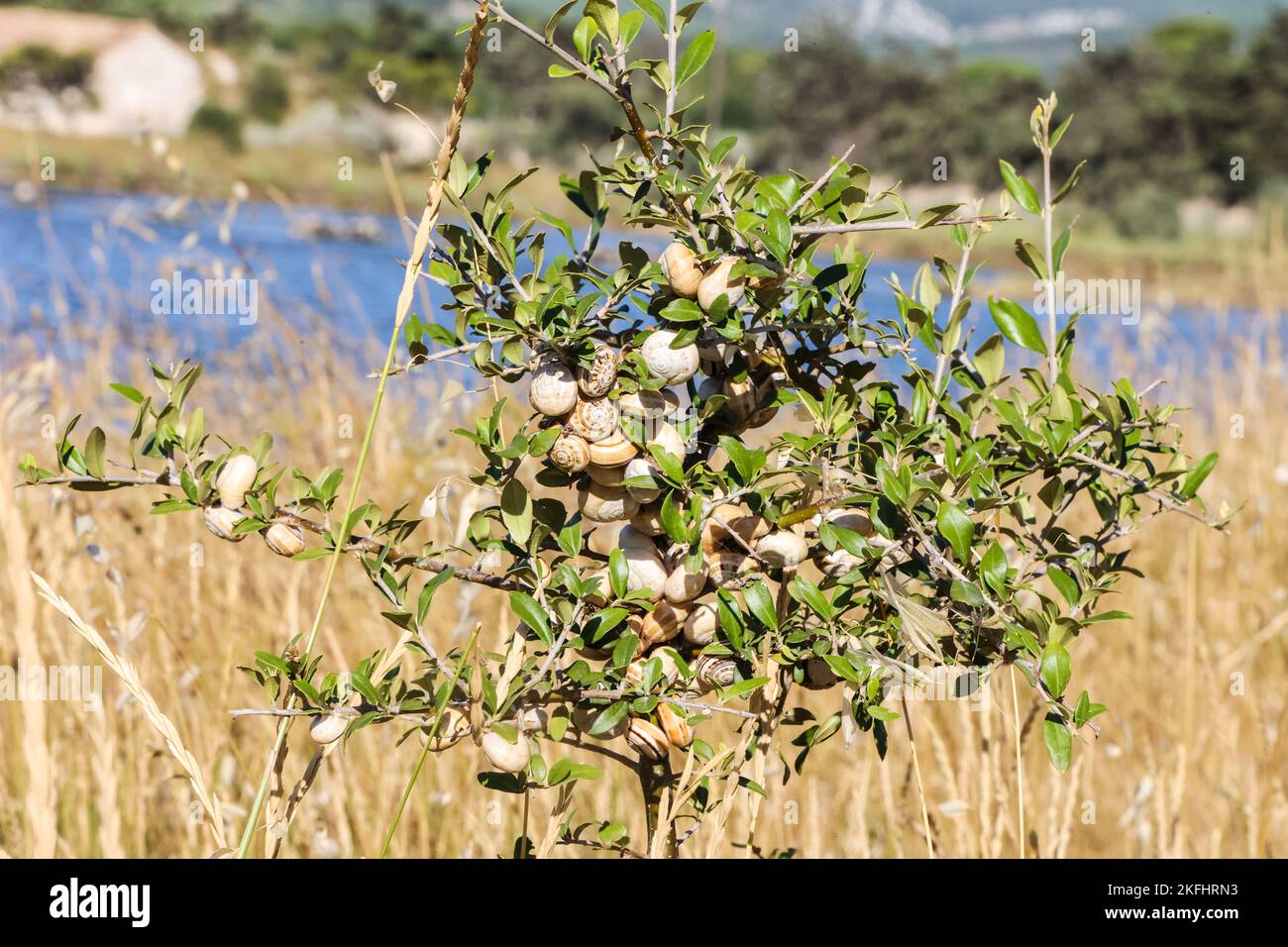 Escargot,snails,on,an,oak,plant,at,Promenade des Pontons,boardwalk,walk ...