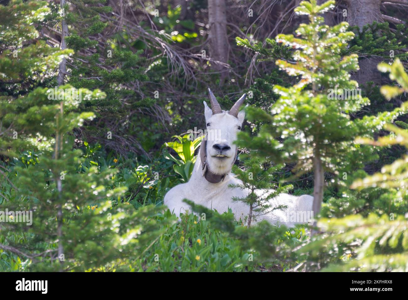 An adorable mountain goat with horns in between green trees in a park ...