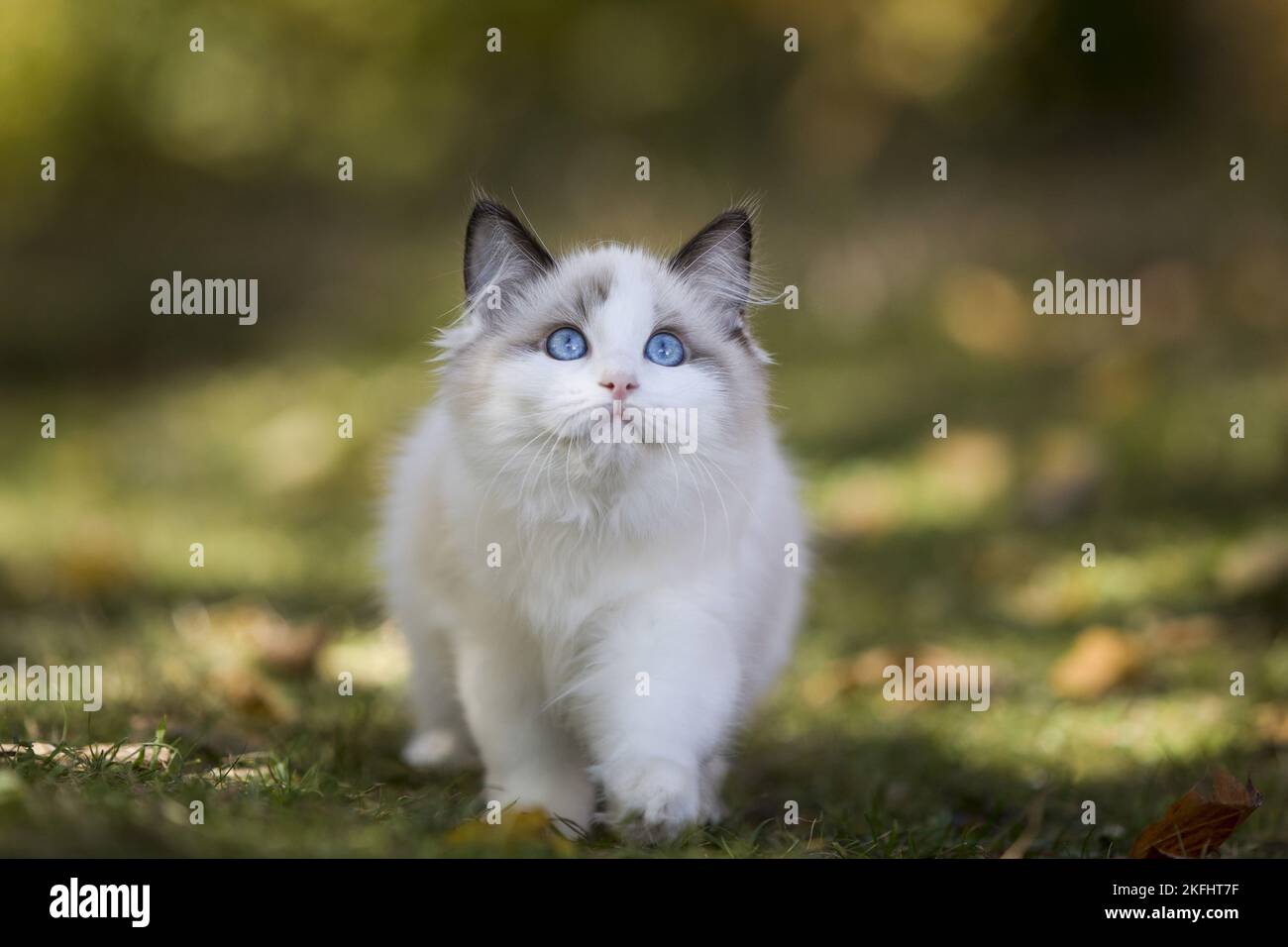 Ragdoll cat walks hi-res stock photography and images - Alamy