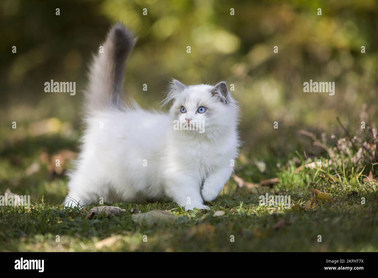 Ragdoll cat walks hi-res stock photography and images - Alamy