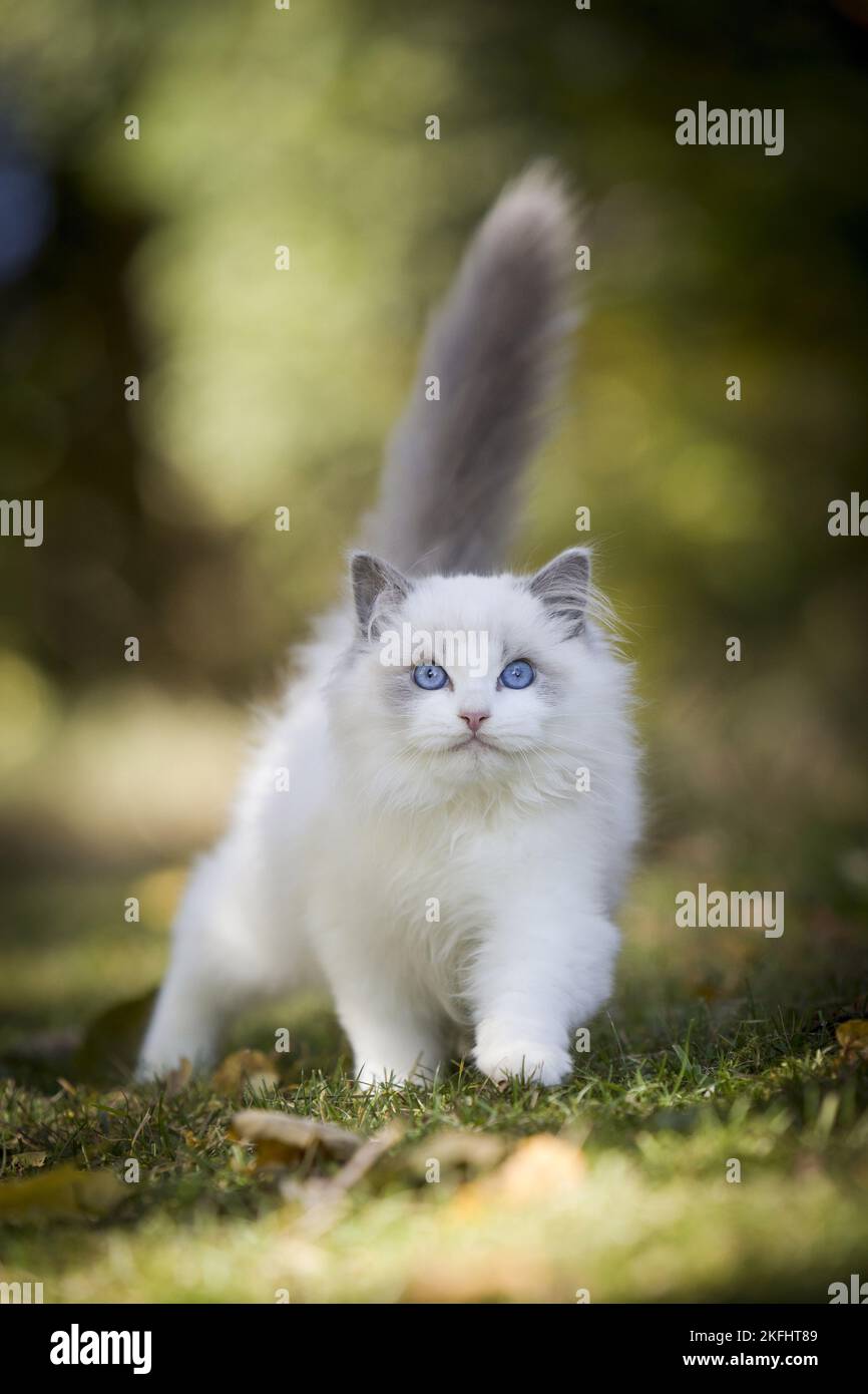 Ragdoll cat walks hi-res stock photography and images - Alamy
