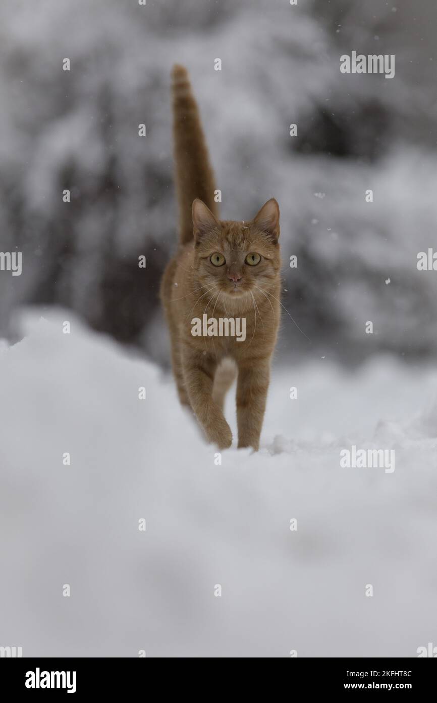 domestic cat in the snow Stock Photo - Alamy