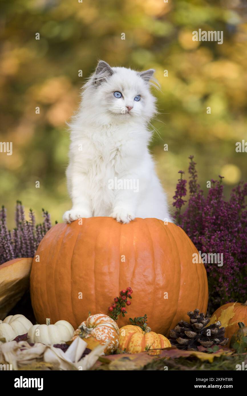 Ragdoll kitten in the pumpkin Stock Photo - Alamy