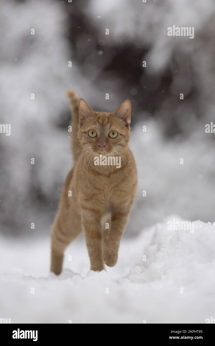 domestic cat in the snow Stock Photo - Alamy