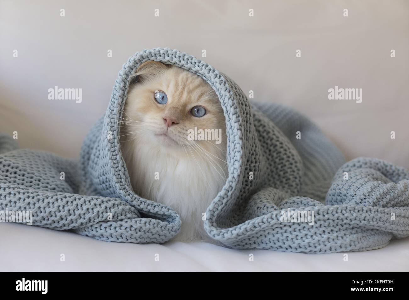 Portrait blue eyed ragdoll hi-res stock photography and images - Alamy