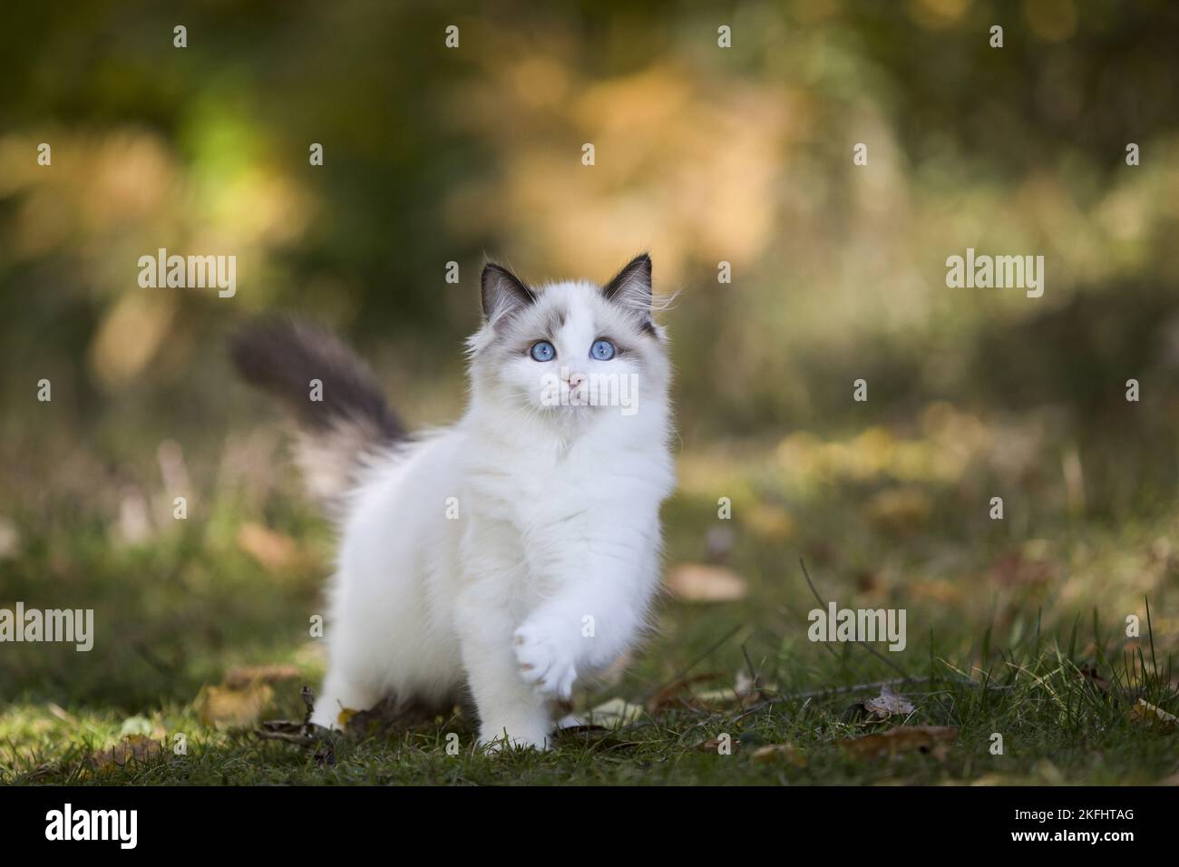Ragdoll cat walks hi-res stock photography and images - Alamy