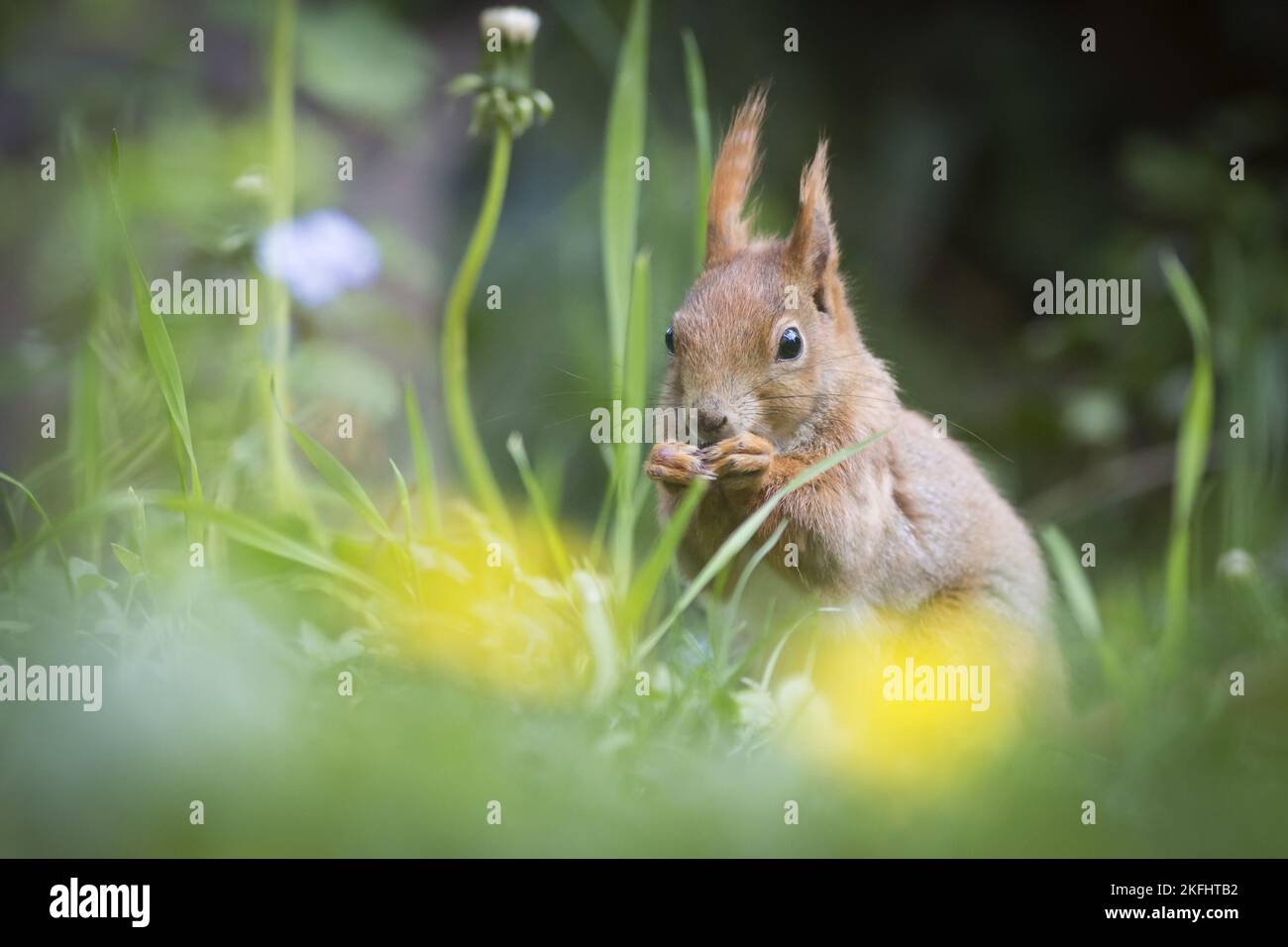 Squirrel eats flowers hi-res stock photography and images - Alamy