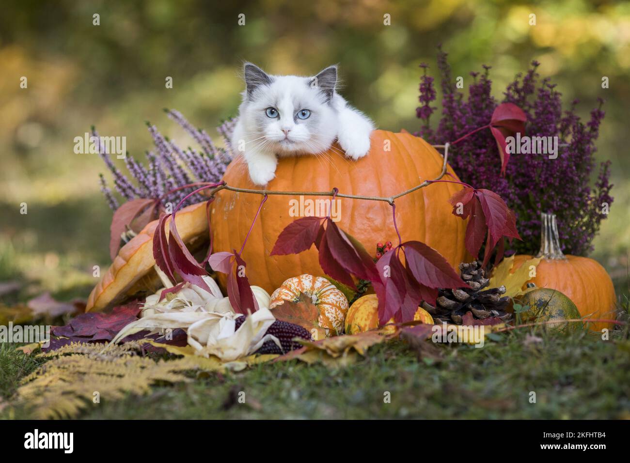 Ragdoll kitten in the pumpkin Stock Photo - Alamy